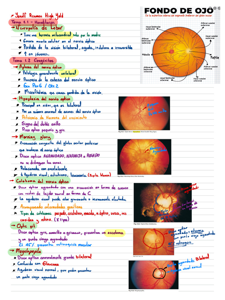Cuaderno Oftalmo Parte 2 | PDF | Percepción visual | Isquemia