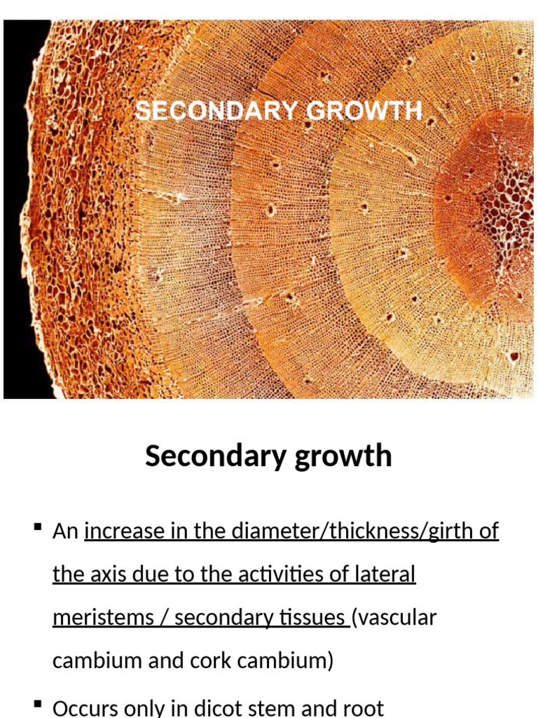 Secondary Growth | PDF | Plant Stem | Wood