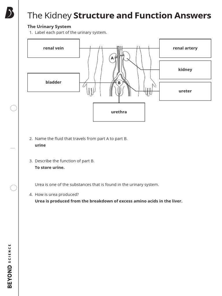 Edexcel Kidney Structure and Function Worksheet HA - Answers | PDF ...