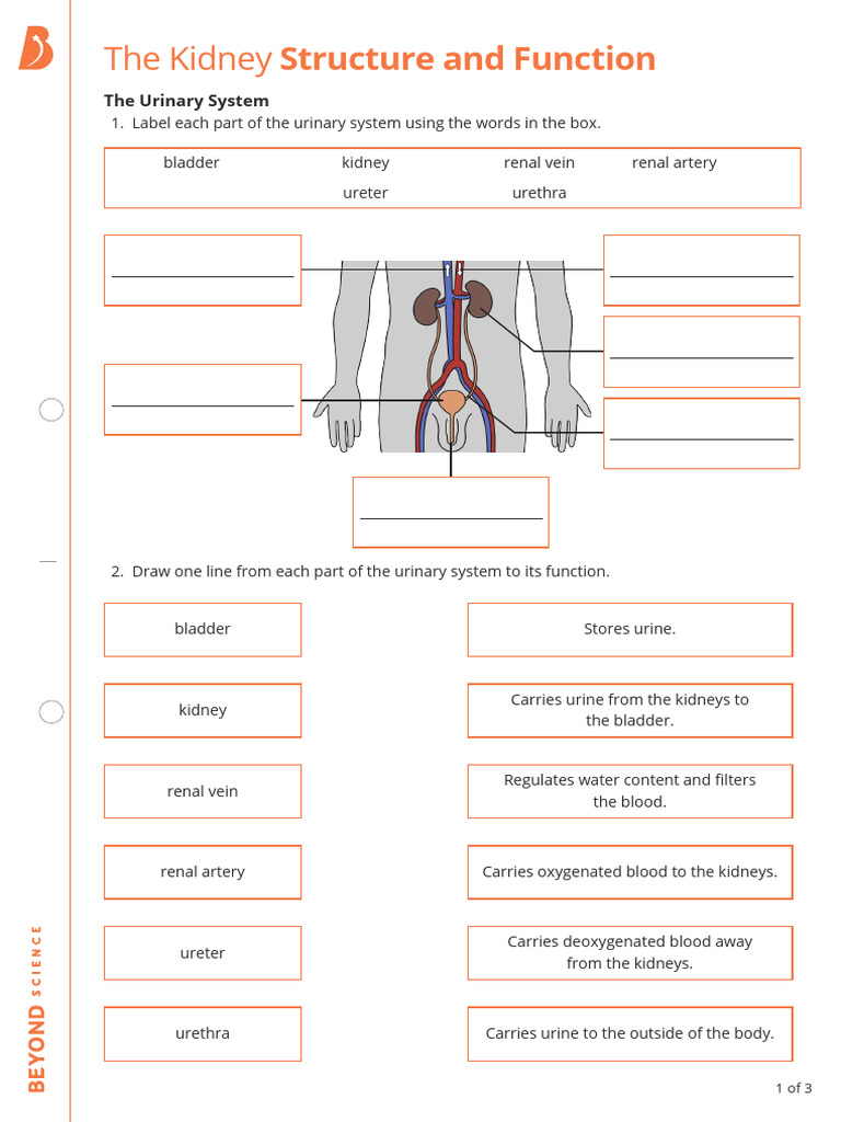Edexcel Kidney Structure and Function Worksheet LA | PDF | Kidney ...