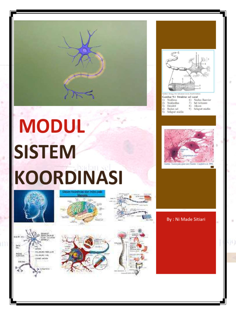 Modul Sistem Koordinasi Manusia | PDF