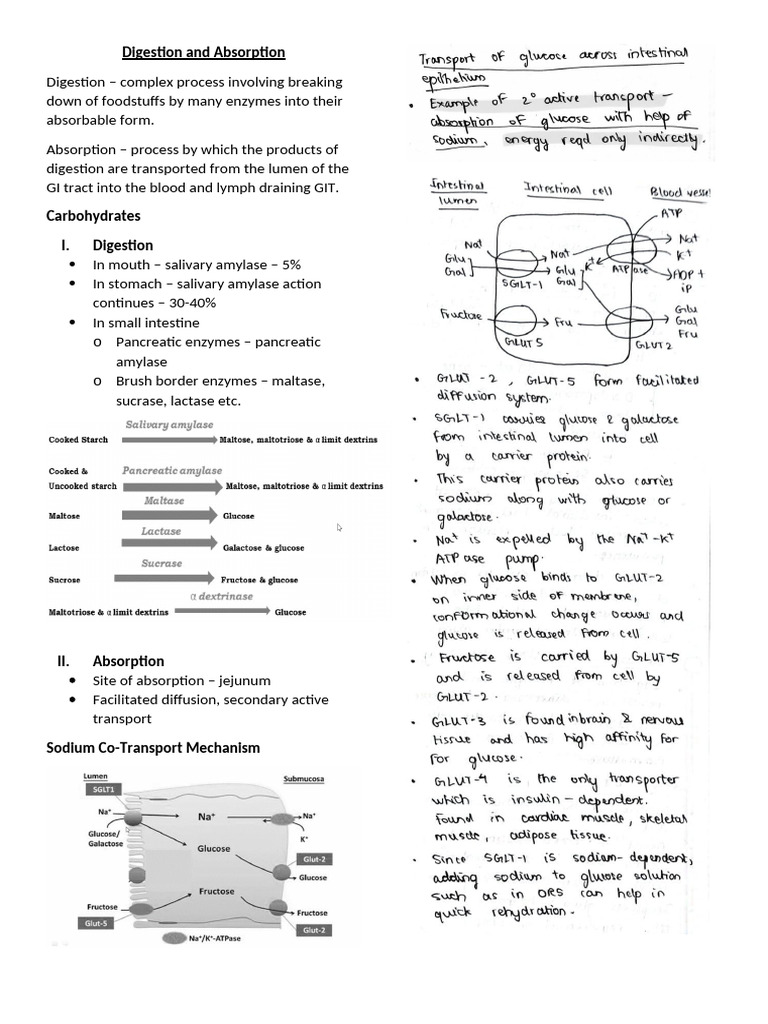 Digestion and Absorption | PDF | Digestion | Gastrointestinal Tract