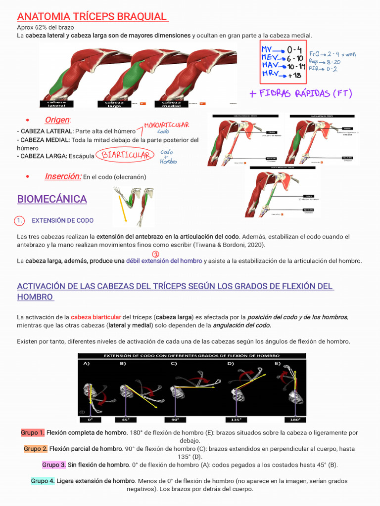 Triceps Hipertrofia | PDF