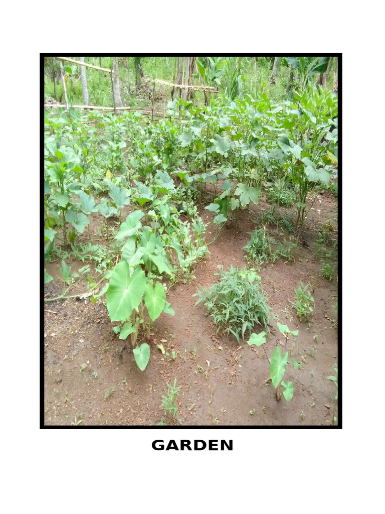 GARDEN | PDF