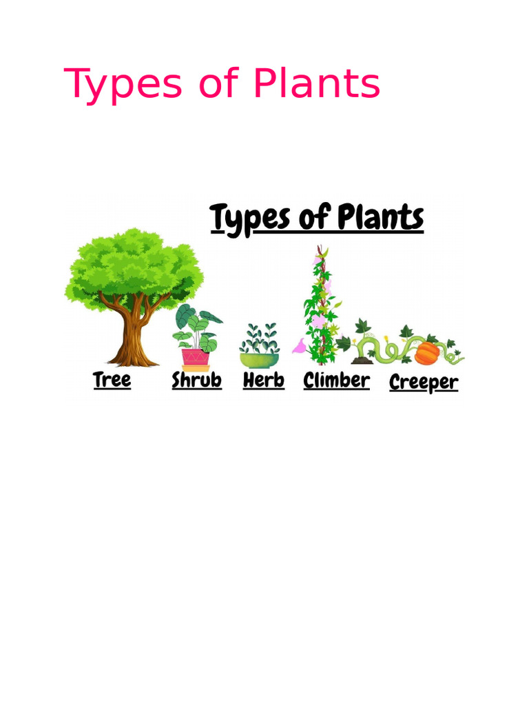 Types of Plants | PDF