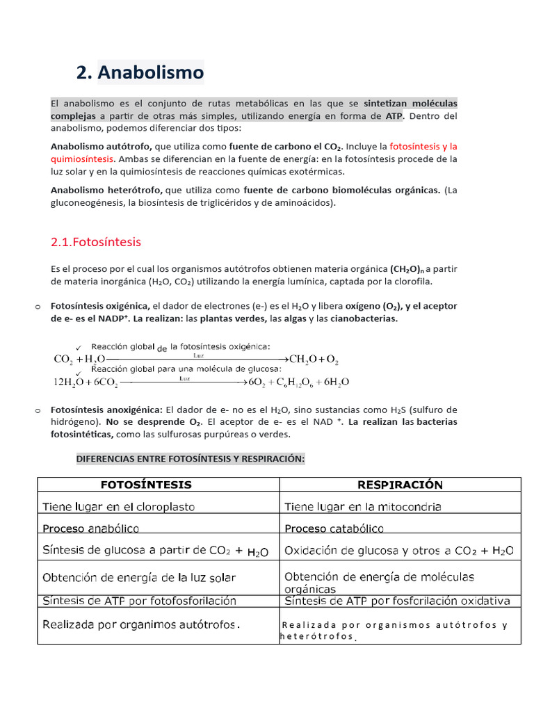 Tema 10 El metabolismo II Anabolismo | PDF | Fotosíntesis | Metabolismo