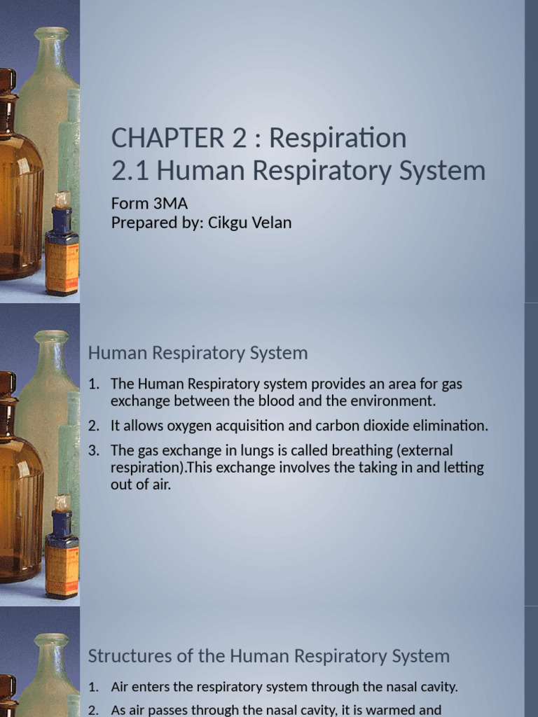 2.1 Respiratory System | PDF