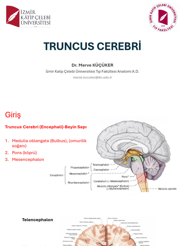 2024-2025 DHF 1 Truncus Cerebri | PDF