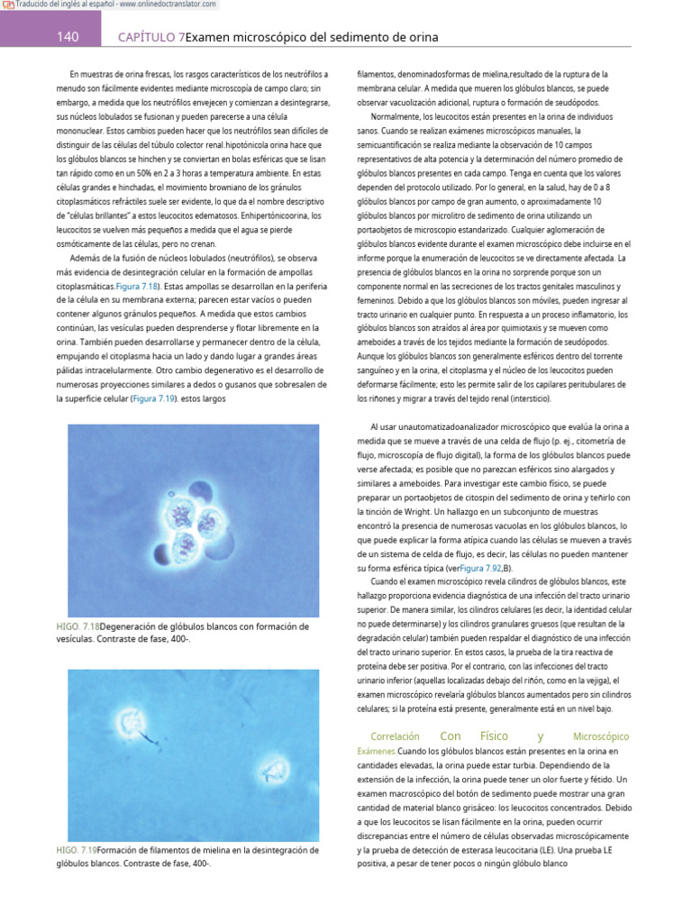 Examen Microscópico de Sedimento Urinario | PDF | Leucocito | Riñón