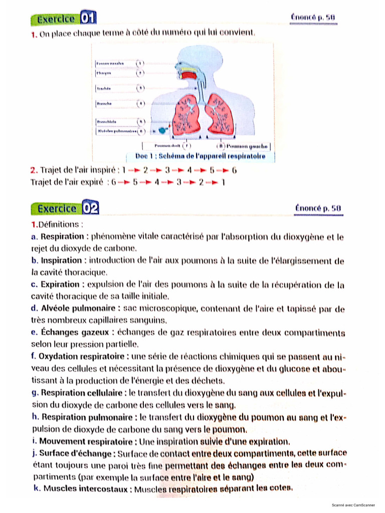 La Respiration Chez L'homme Solution | PDF