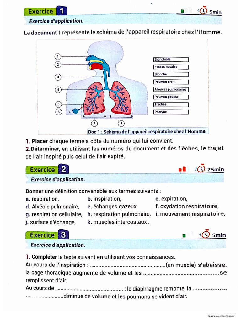 la respiration chez l'homme TD | PDF