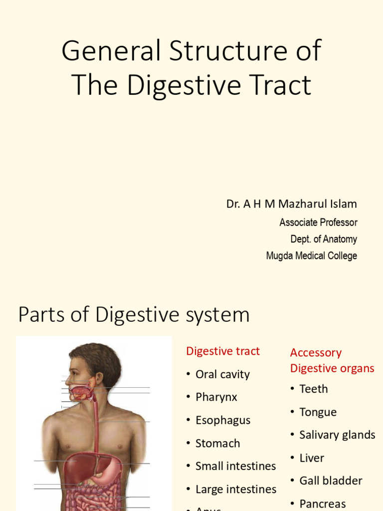 Lec 16 - General Structure of GI Tract | PDF | Gastrointestinal Tract ...