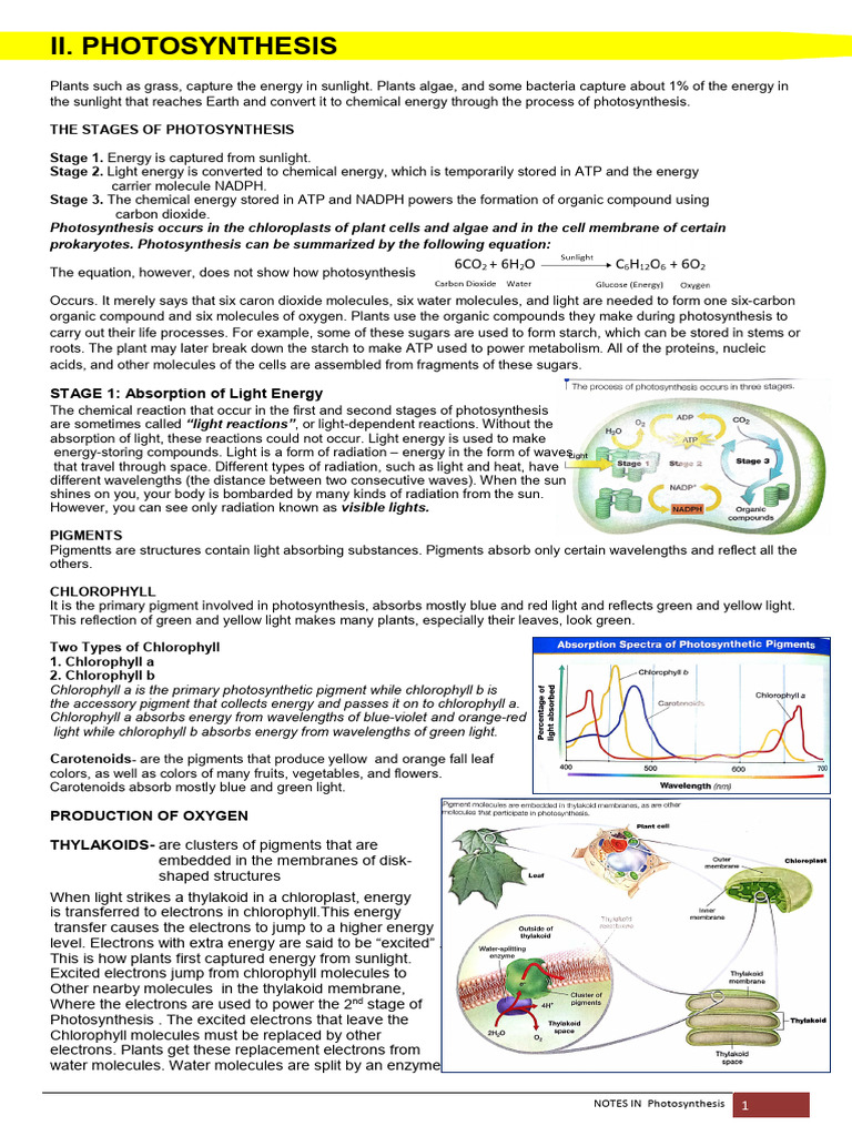 Photosynthesis | PDF | Photosynthesis | Chlorophyll
