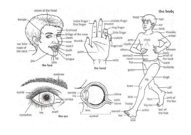 Body - All Parts Picture | PDF