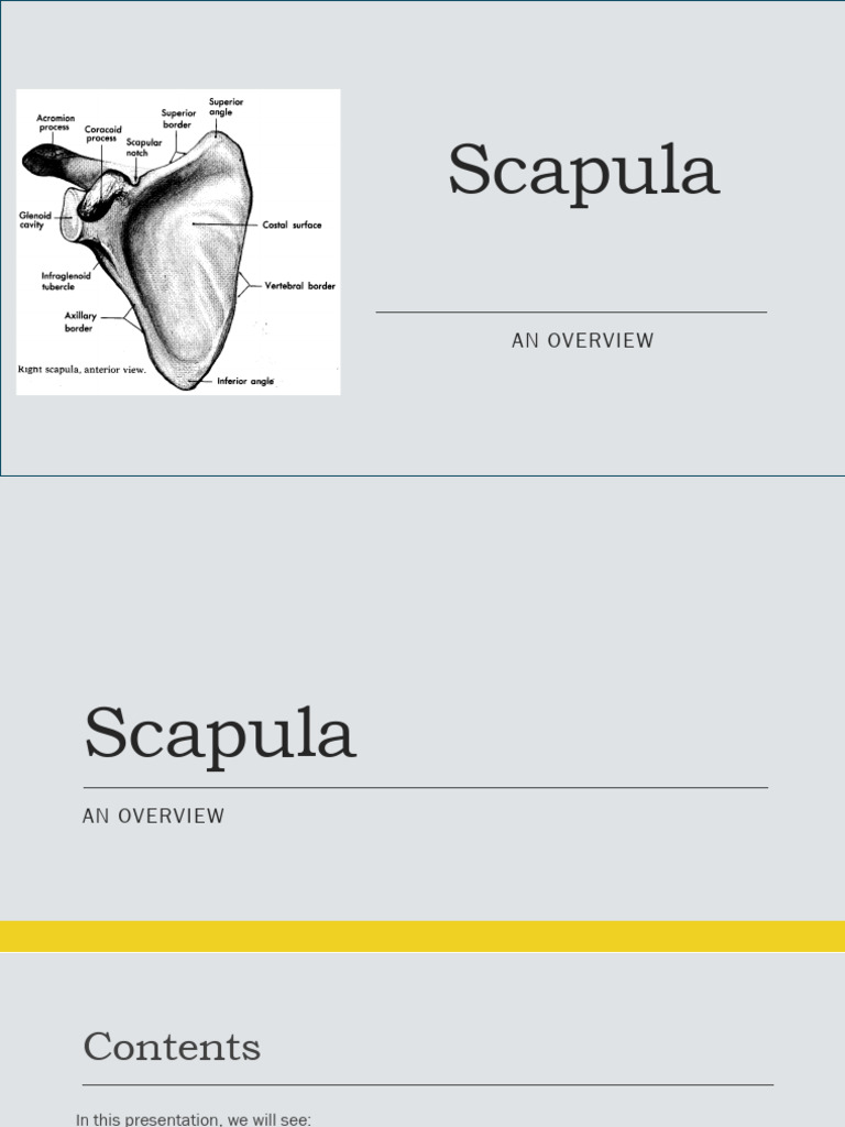 Scapula 1 | PDF | Shoulder | Joints