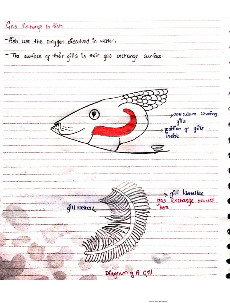 Gas Exchange in Fish and Flowers | PDF