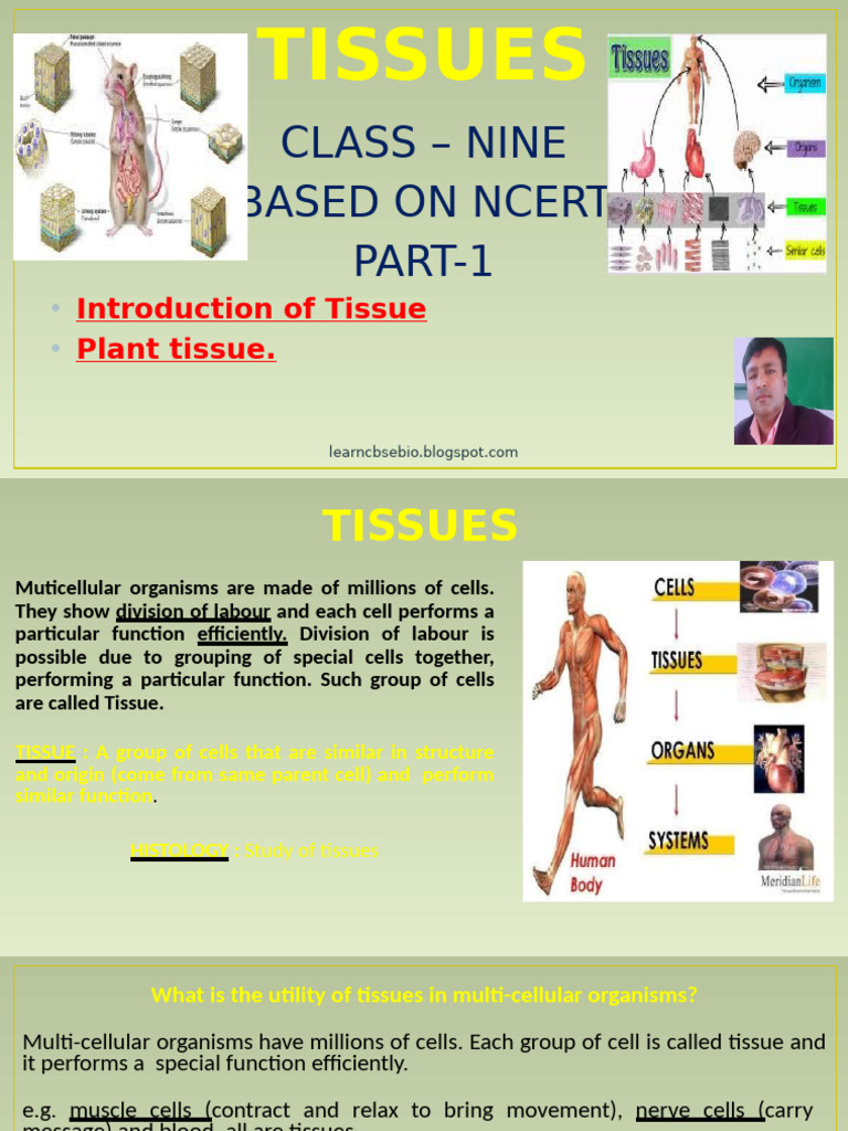 tissue class 9 | PDF | Tissue (Biology) | Stoma