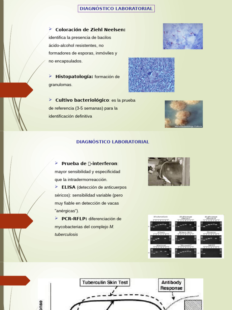 Diagnóstico y Tratamiento de TB | PDF