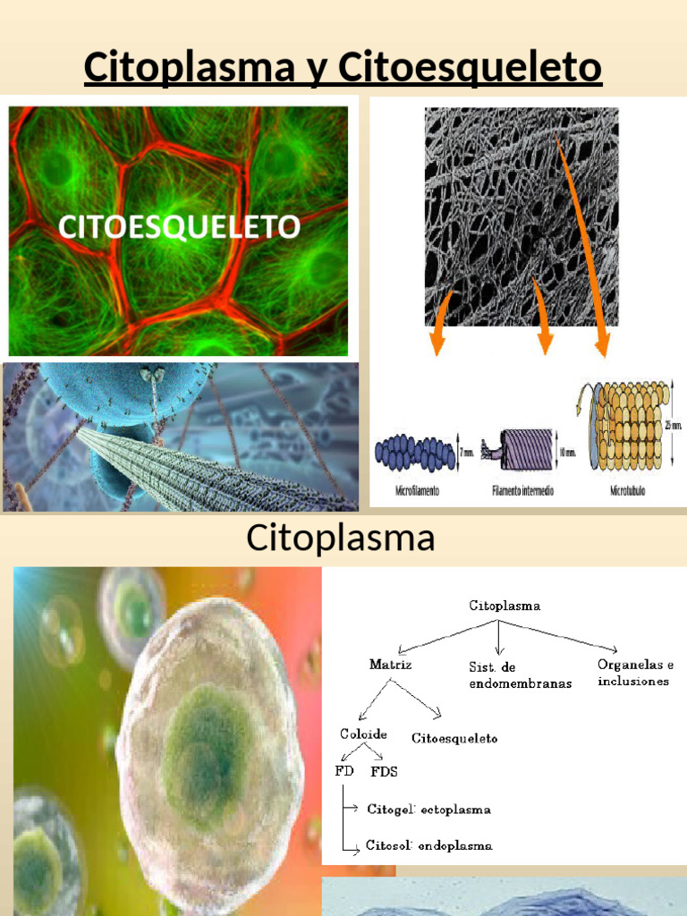 Citoplasma y Citoesqueleto Celular | PDF | Microtúbulos | Citoesqueleto