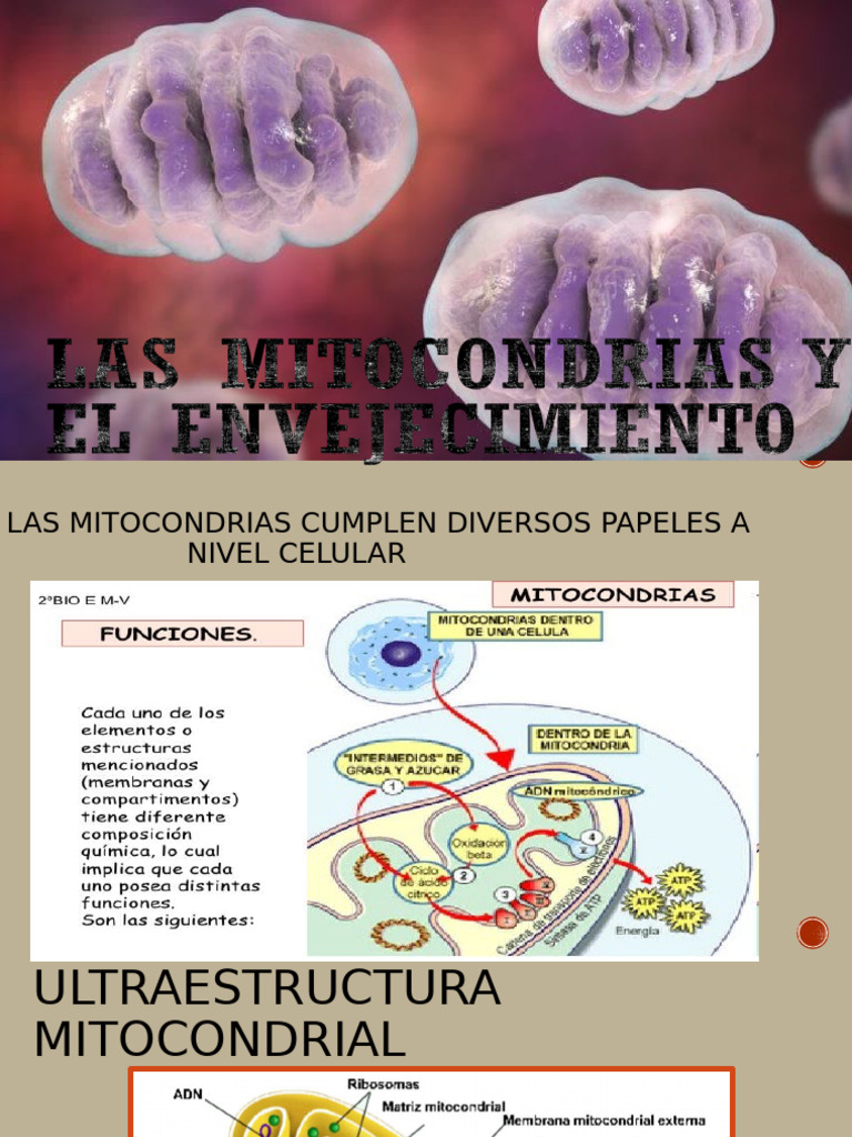 Funciones y Estructura de las Mitocondrias | PDF | Mitocondria ...