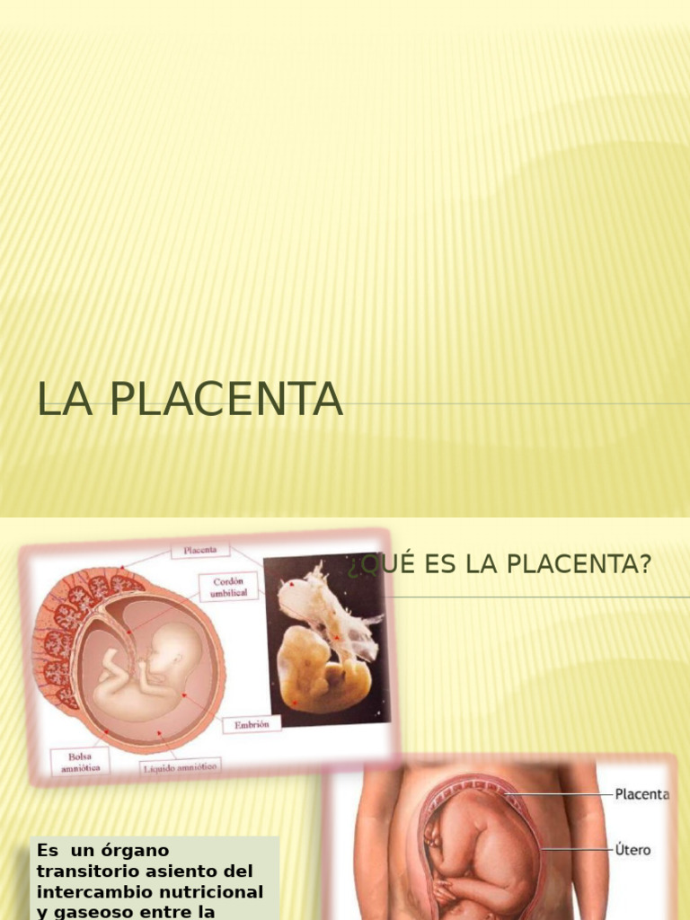 Funciones y Estructura de la Placenta | PDF | Placenta | Feto
