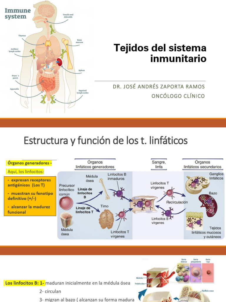 Tejidos Del Sistema Inmunitario | PDF | Linfocitos | Timo