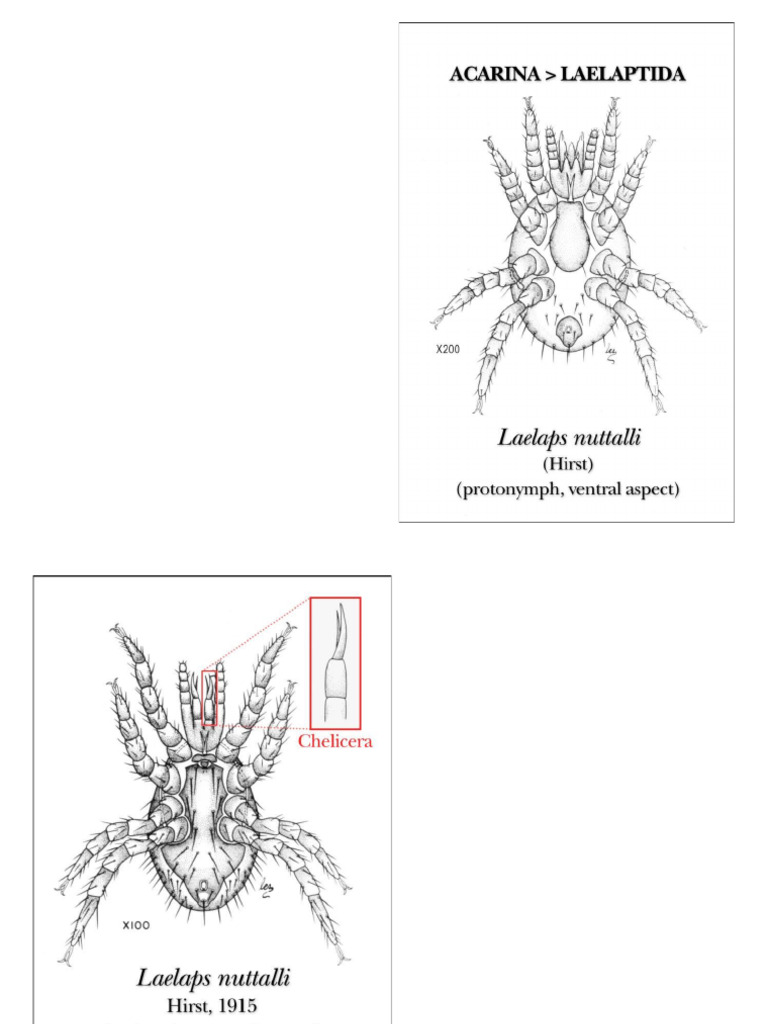 Fotos Nuttalli y Bacoti | PDF