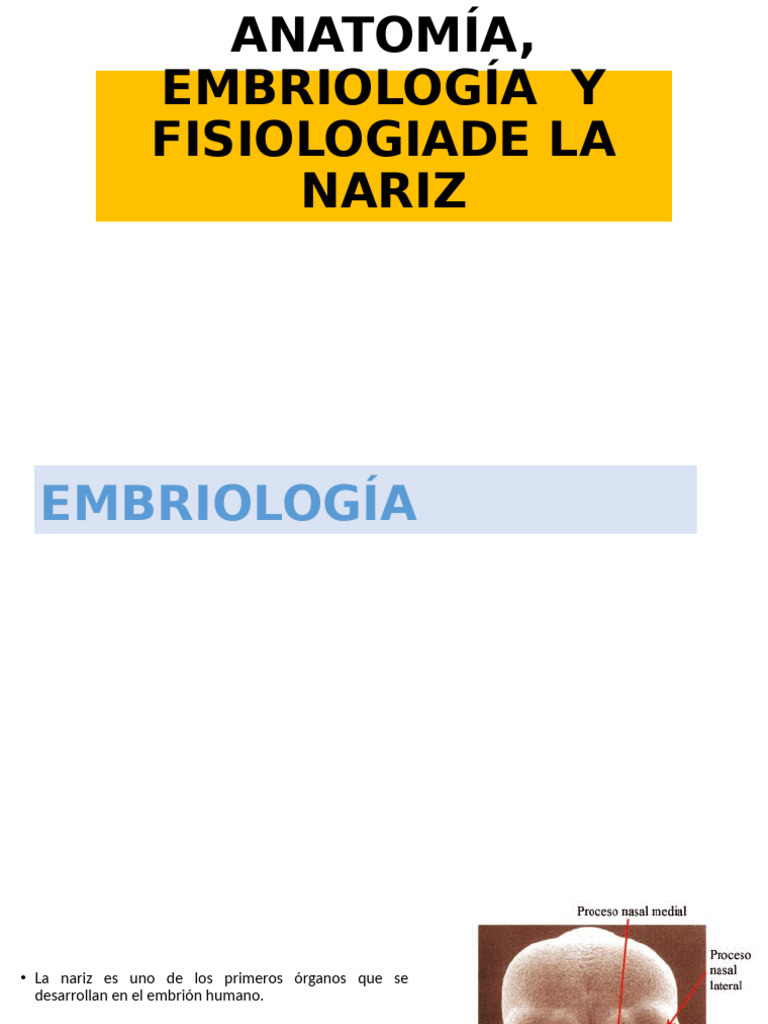 Anatomia, Embriologia y Fisiologia de La Nariz | PDF | Nariz humana | Rasgos faciales