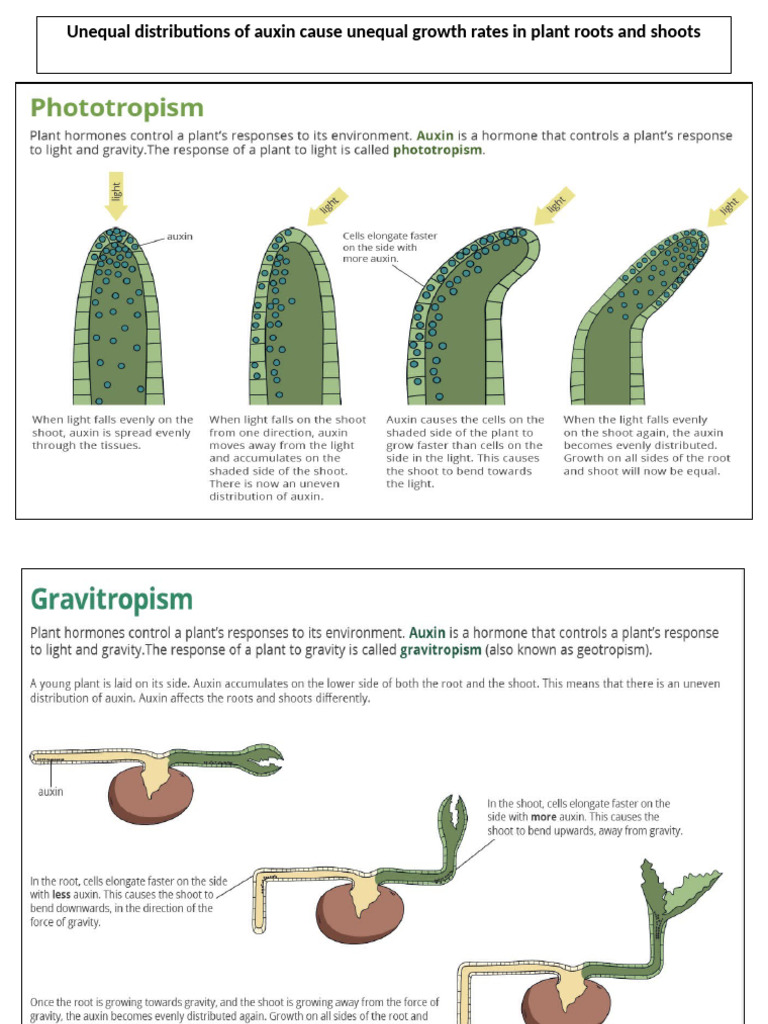 photo_gravi_geotropism (1) | PDF