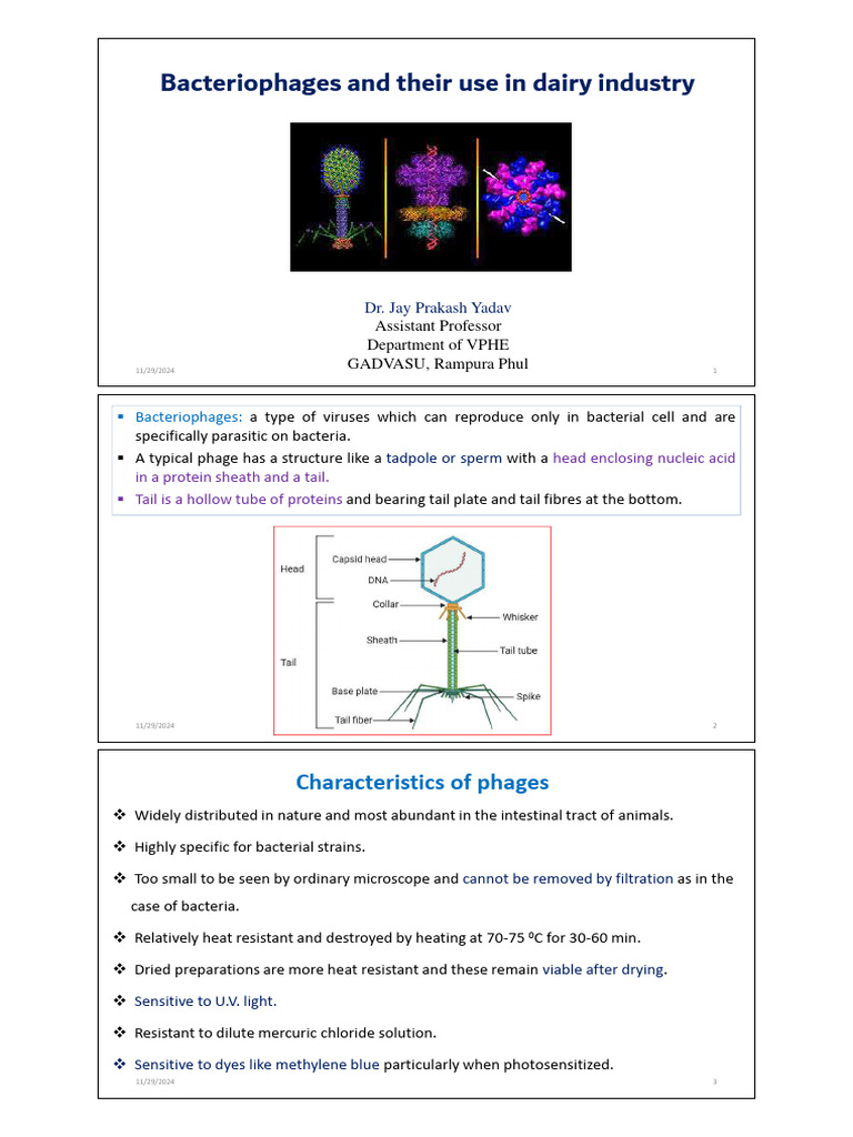 Lecture 12_Bacteriophages - Converted | PDF | Bacteriophage | Bacteria