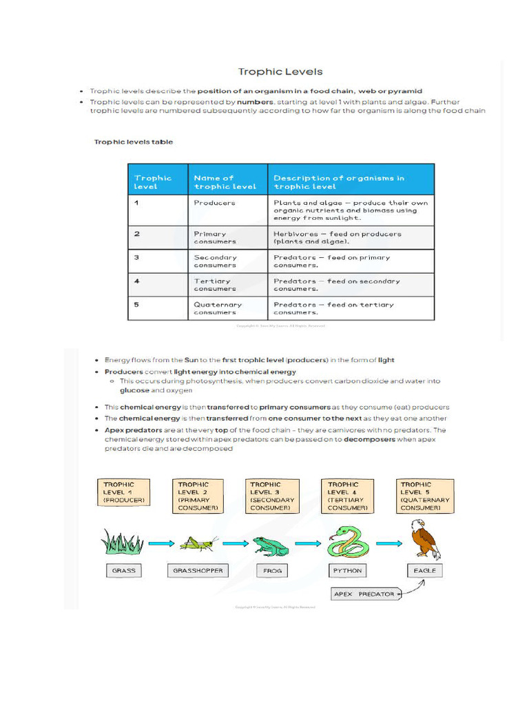 Trophic Levels - Complete | PDF