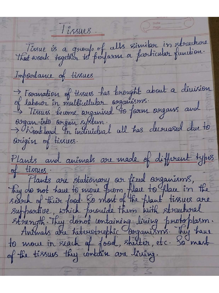 Tissues (Plant Tissue) Grade 9 | PDF