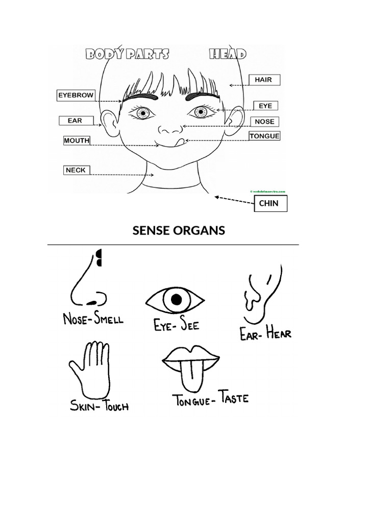 SENSE ORGANS | PDF