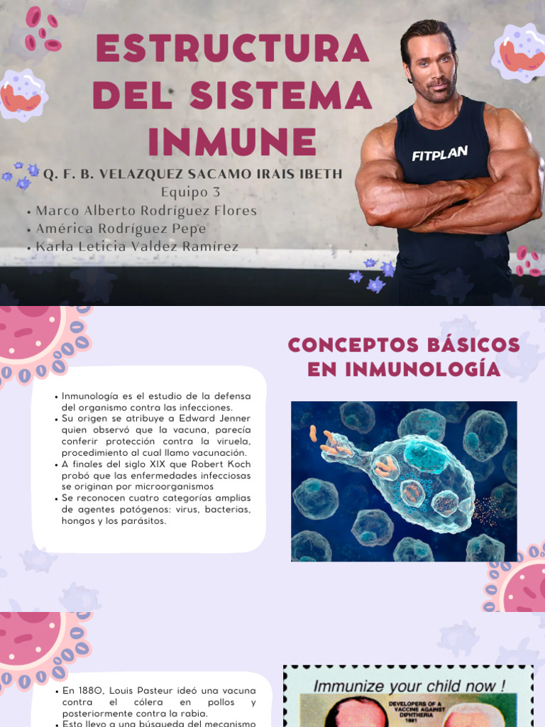 Estructura Del Sistema Inmune | PDF | Sistema inmune | Linfocitos