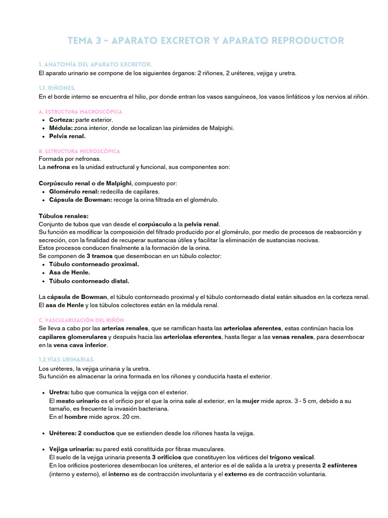 TEMA 3 - APARATO EXCRETOR Y APARATO REPRODUCTOR 1.ANATOMÍA DEL APARATO EXCRETOR. El aparato ...