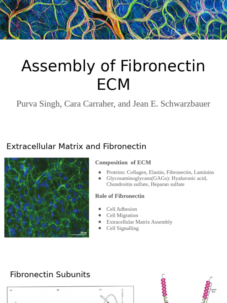 Fibronectin ECM | PDF