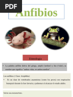 Rana Nodriza Niputidea (Allobates Niputidea) NaturaLista Colombia | PDF