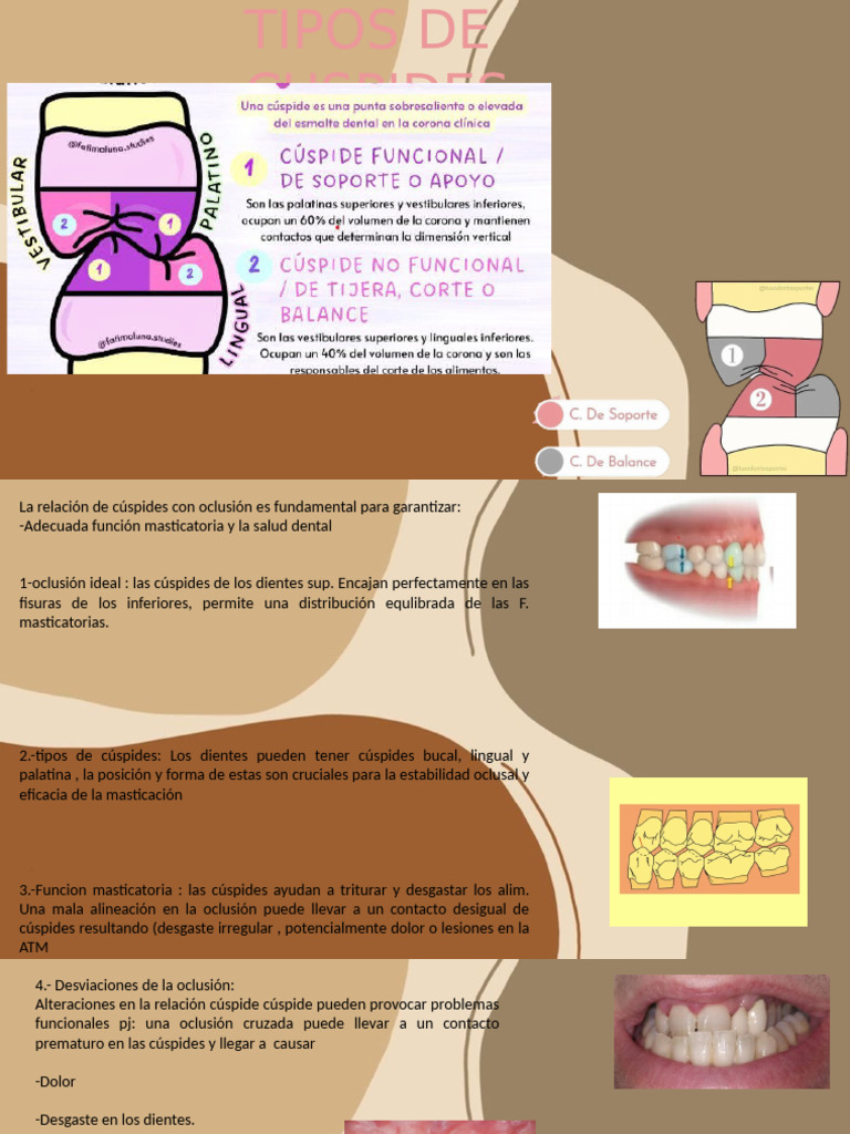 cuspide | PDF