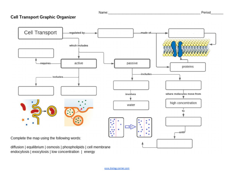 Cell Transport Graphic Organizer | PDF