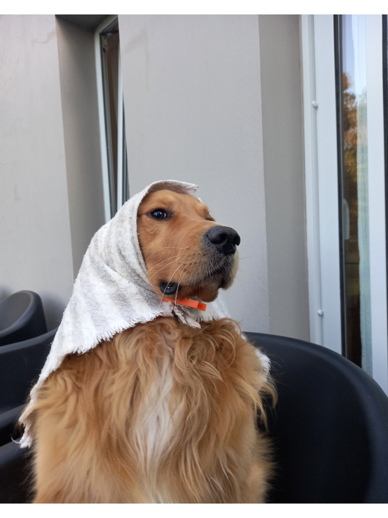 Abuelo - Golden | PDF