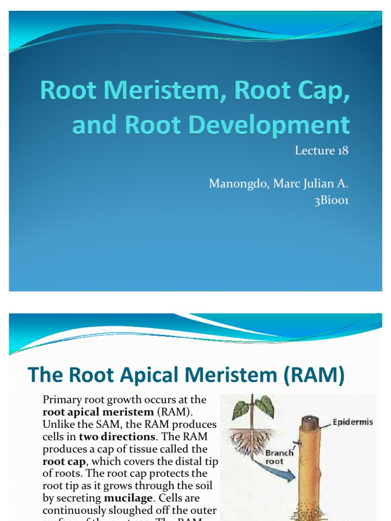 Functions of the Root Cap and RAM | PDF | Root | Bark