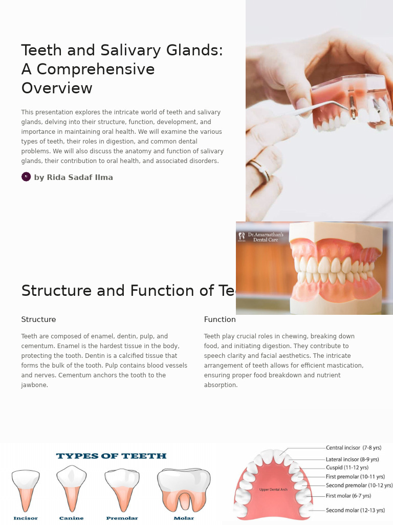 Teeth and Salivary Glands A Comprehensive Overview | PDF | Human Tooth ...