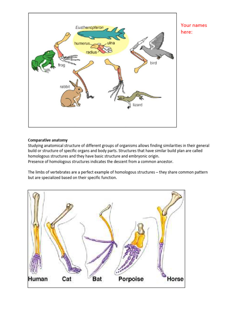 Evolution Comparativeanatomylab14 | PDF | Homology (Biology) | Anatomy