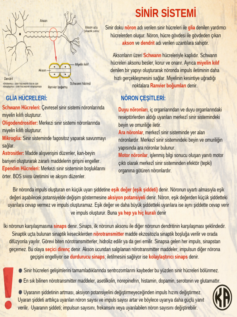 Sinir Sistemi 1 | PDF
