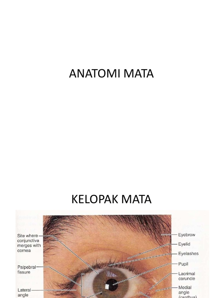 Anatomi Mata | PDF