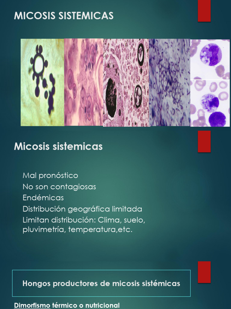 CLASE 12 MICOSIS SISTEMICAS PARACOCCI BLASTO COCCI [Autoguardado] | PDF ...