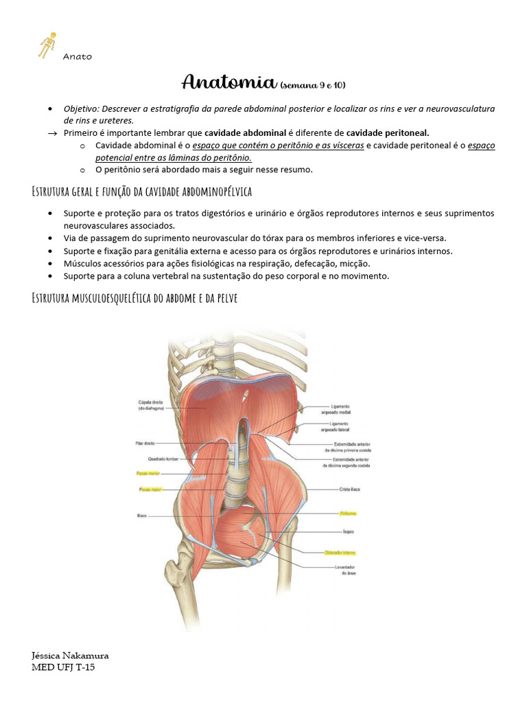 Anato (semana 10) | PDF | Rim | Peritônio