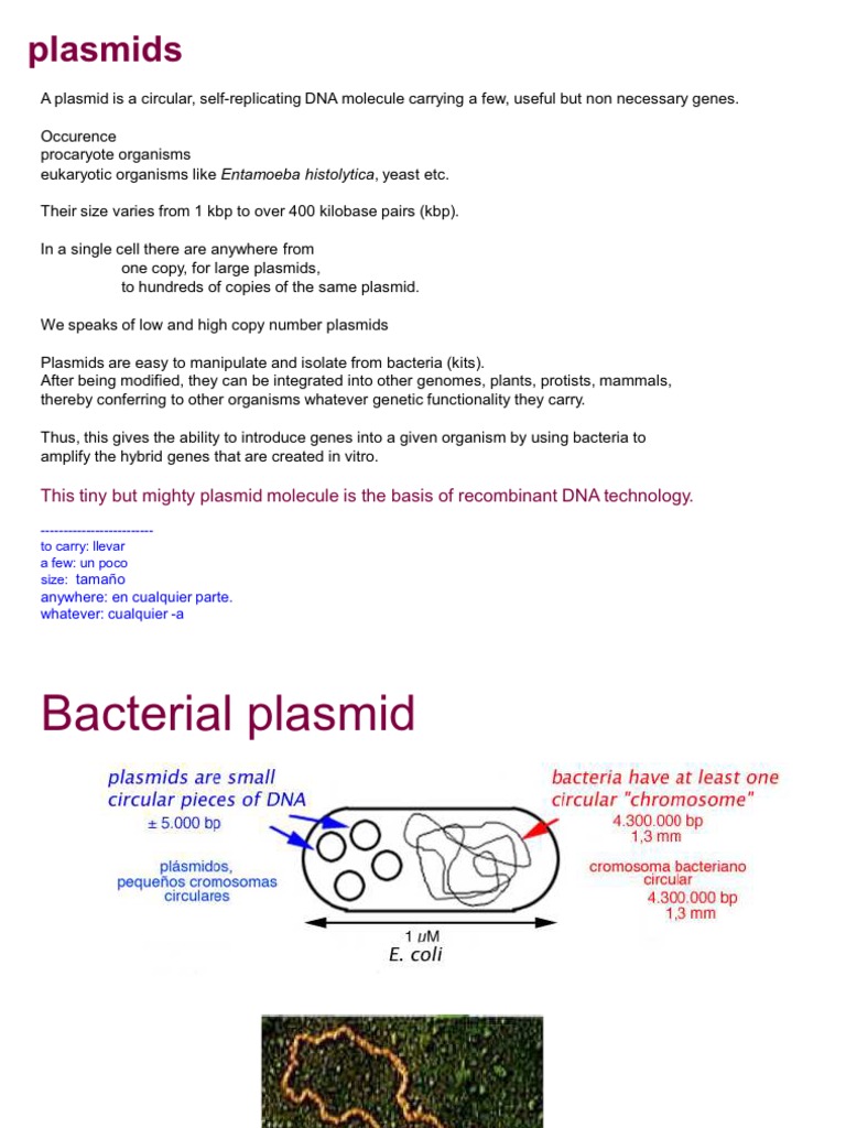 Plasmids | PDF | Plasmid | Transformation (Genetics)