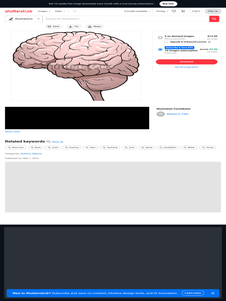 Side View Drawing Human Brain Stock Illustration 384258307 Shutterstock ...