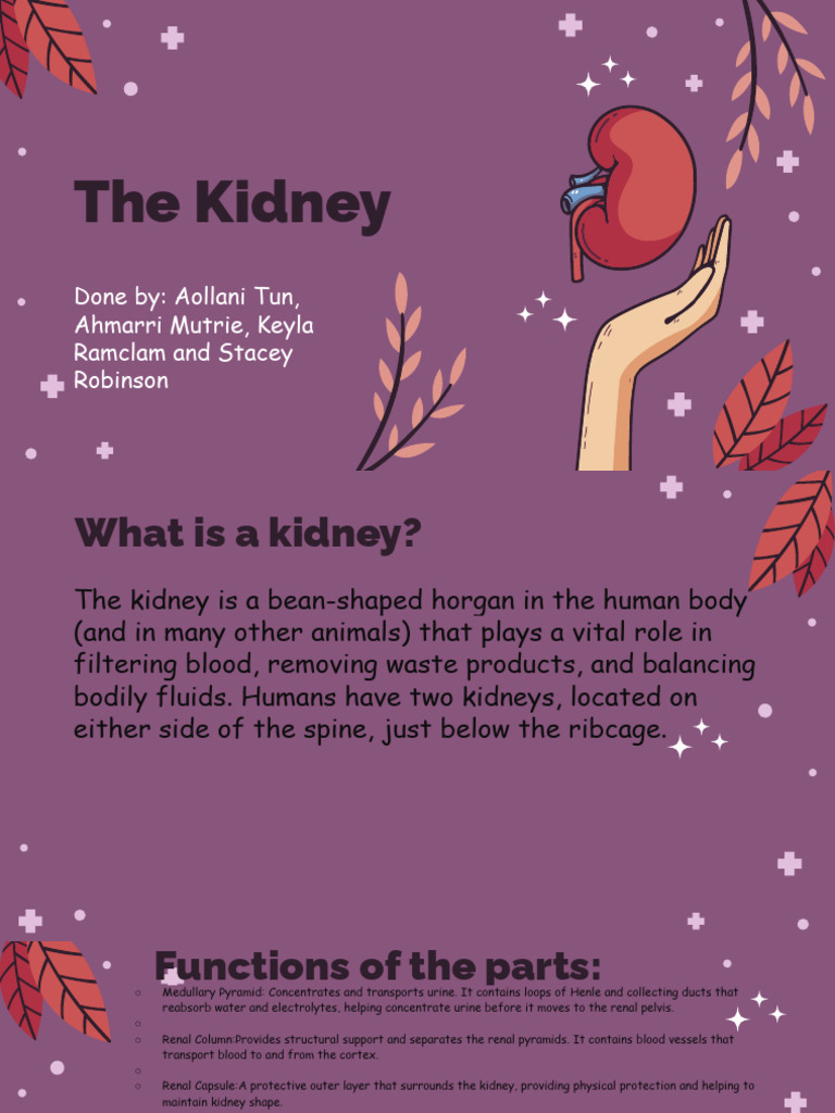 Kidneys - Nephrology Center by Slidesgo | PDF | Kidney | Urinary System